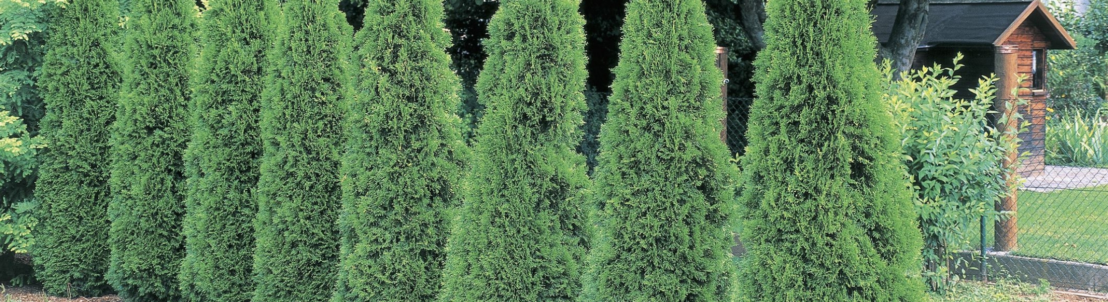 The Landscape Networker’s Guide To Evergreen Bushes, Shrubs & Trees ...